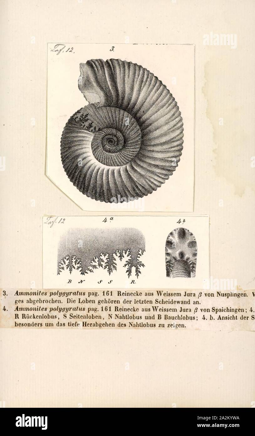 Ammonites polygyratus hi-res stock photography and images - Alamy