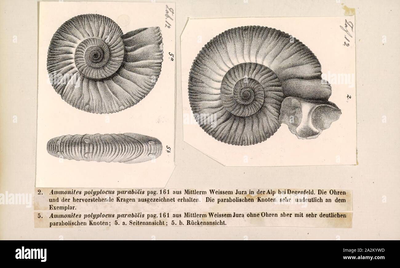 Ammonites polyplocus parabolis hi-res stock photography and images - Alamy