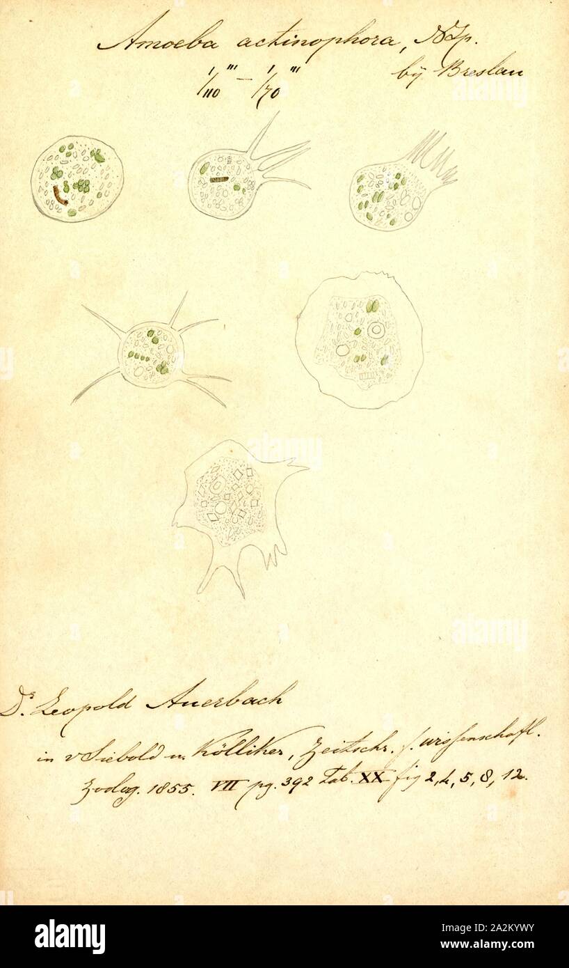 Amoeba actinophora, Print Stock Photo - Alamy