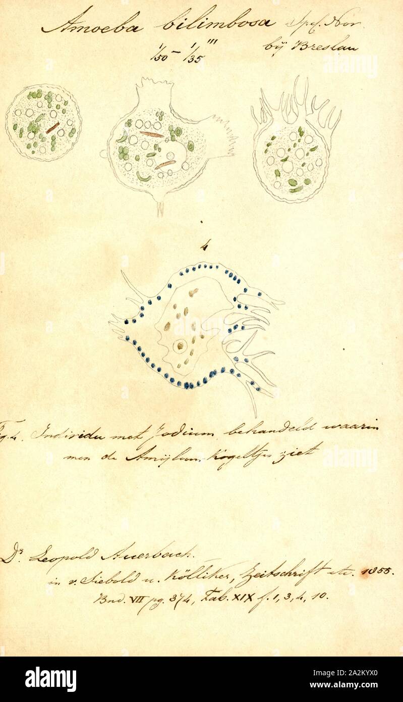 Amoeba bilimbosa, Print Stock Photo - Alamy