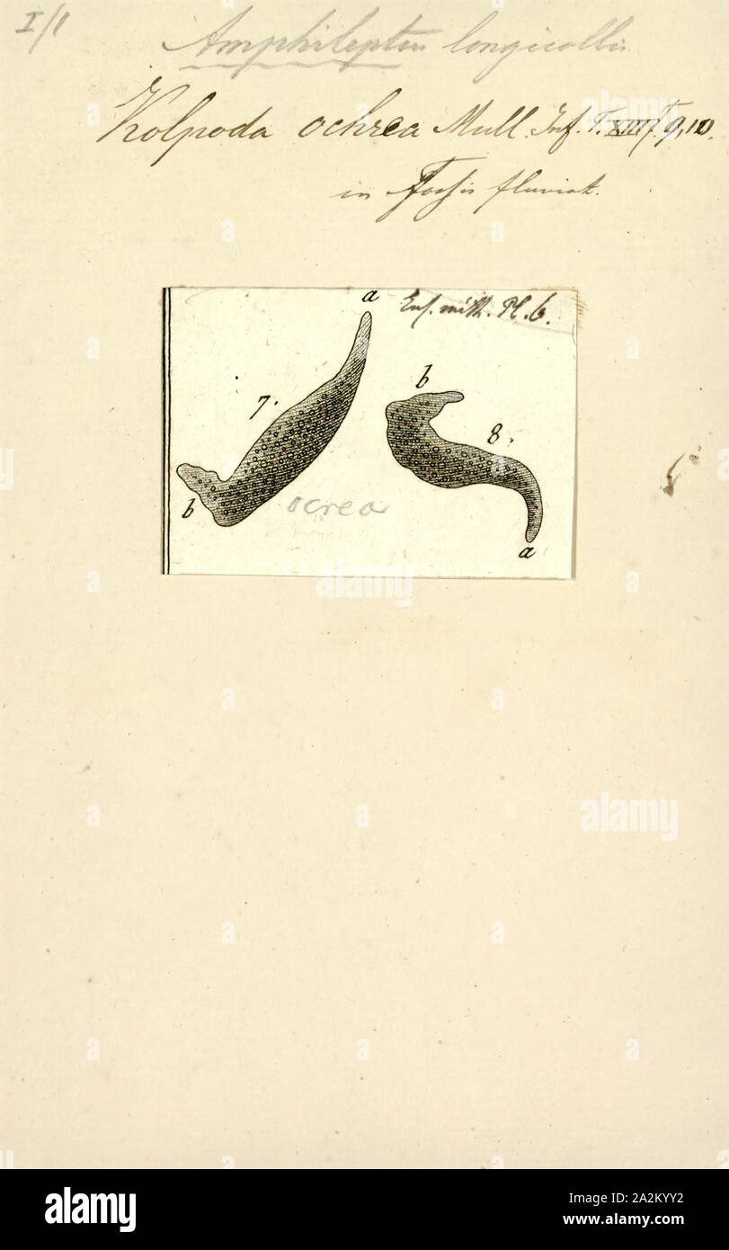 Amphileptus hi-res stock photography and images - Alamy