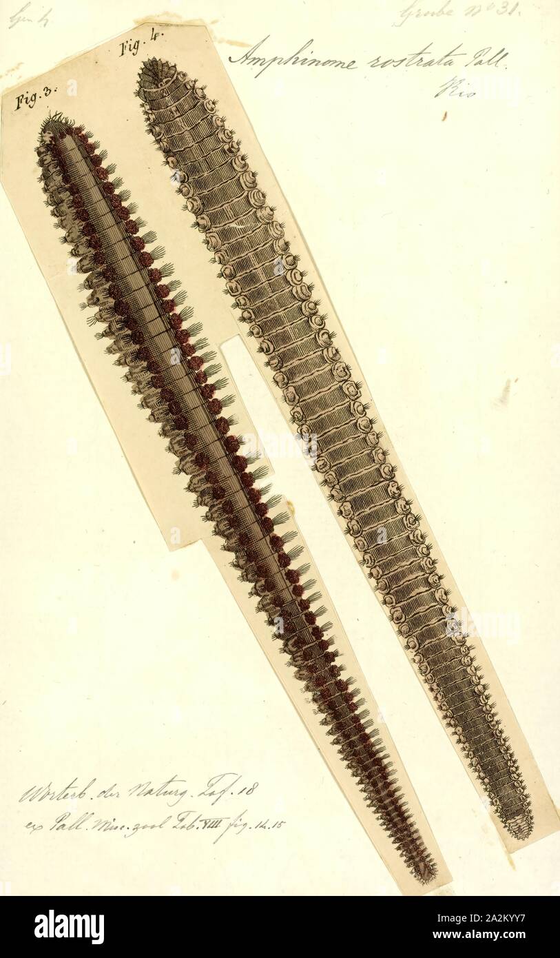 Amphinome rostrata hi-res stock photography and images - Alamy