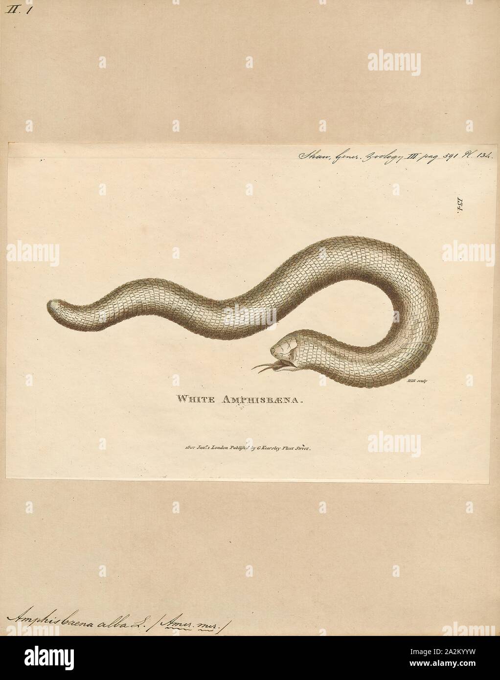 Amphisbaena alba, Print, Amphisbaena alba, also known as the red worm ...