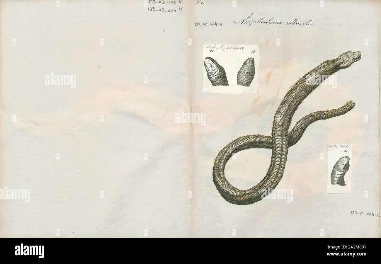 White bellied worm lizard hi-res stock photography and images - Alamy