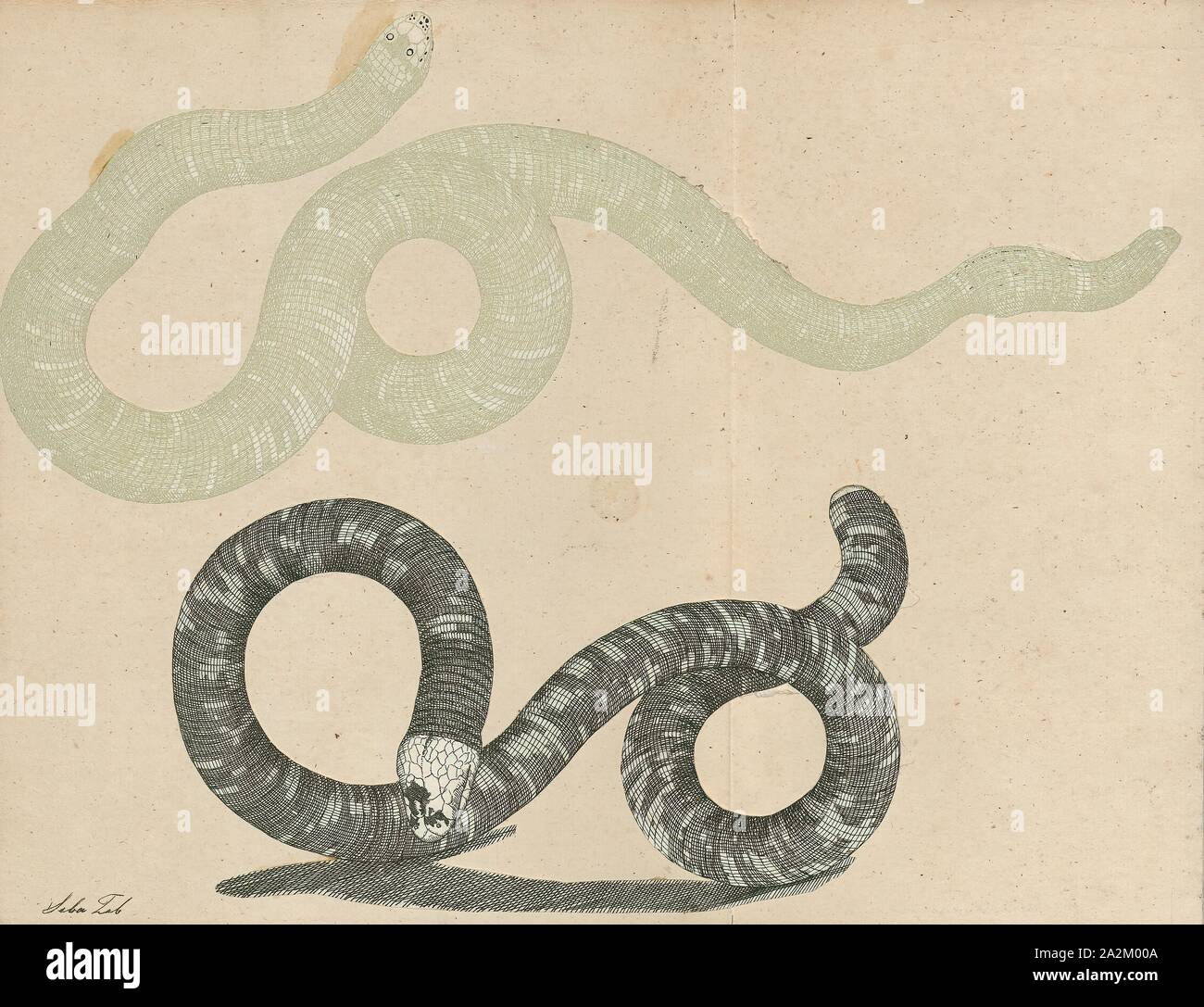 Fossorial habits hi-res stock photography and images - Alamy