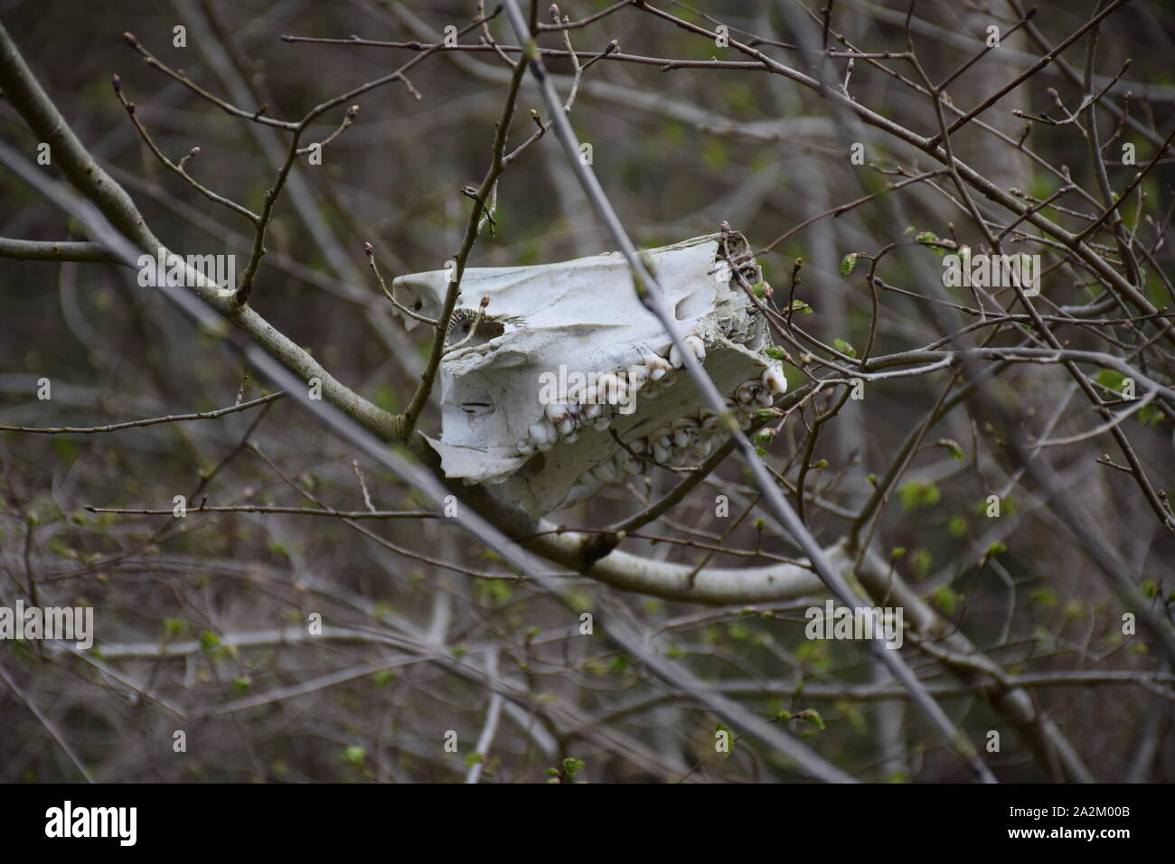Skull in a tree hi-res stock photography and images - Alamy