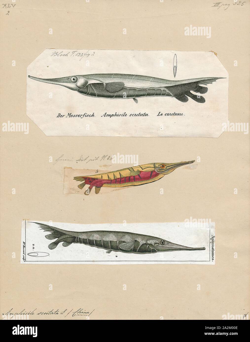 Amphisile scutata, Print, 1700-1880 Stock Photo - Alamy