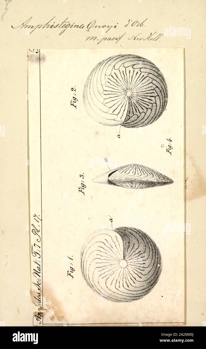 Foraminiferal hi-res stock photography and images - Alamy