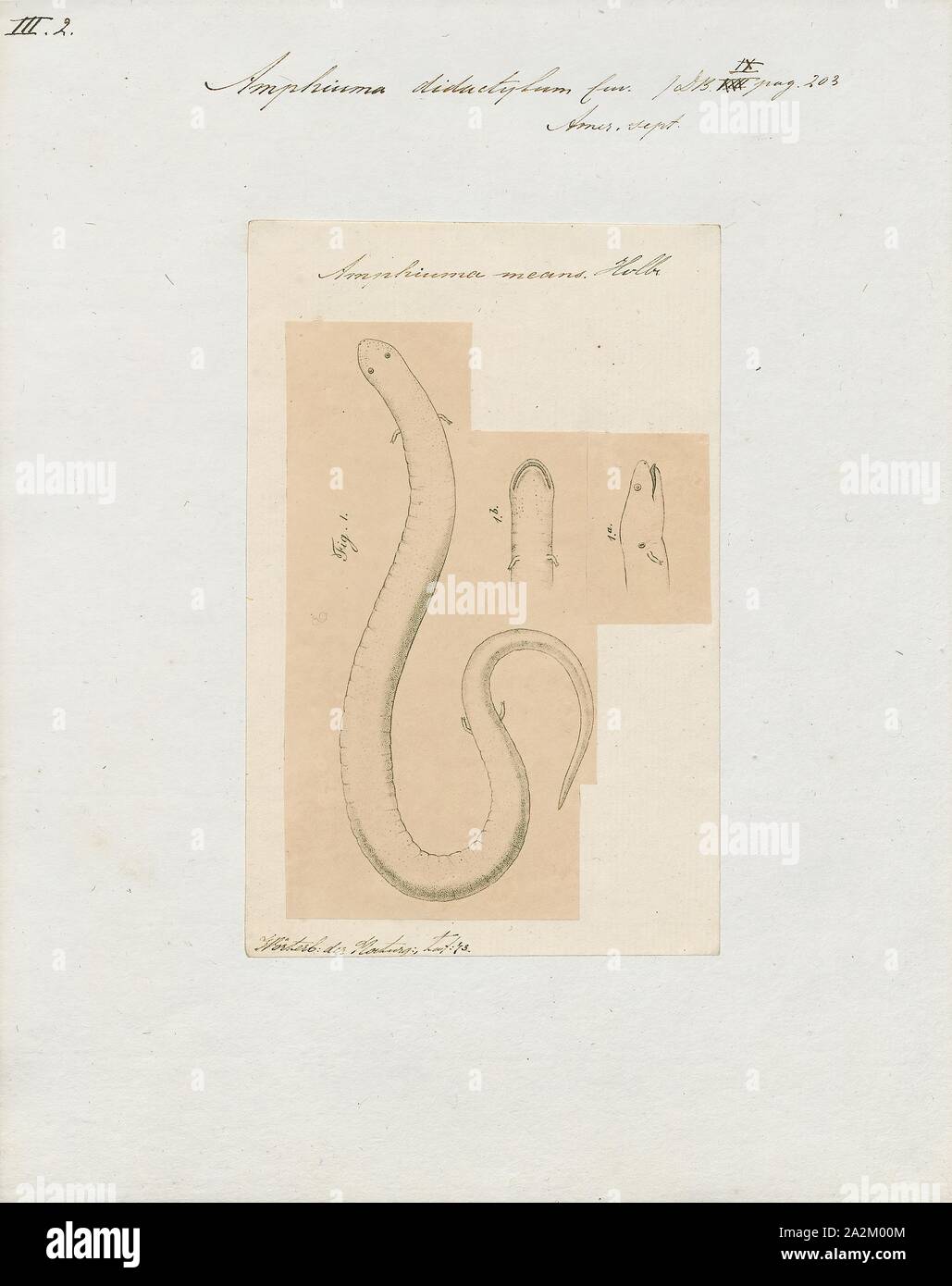Amphiuma didactylum, Print, Amphiuma is a genus of aquatic salamanders ...