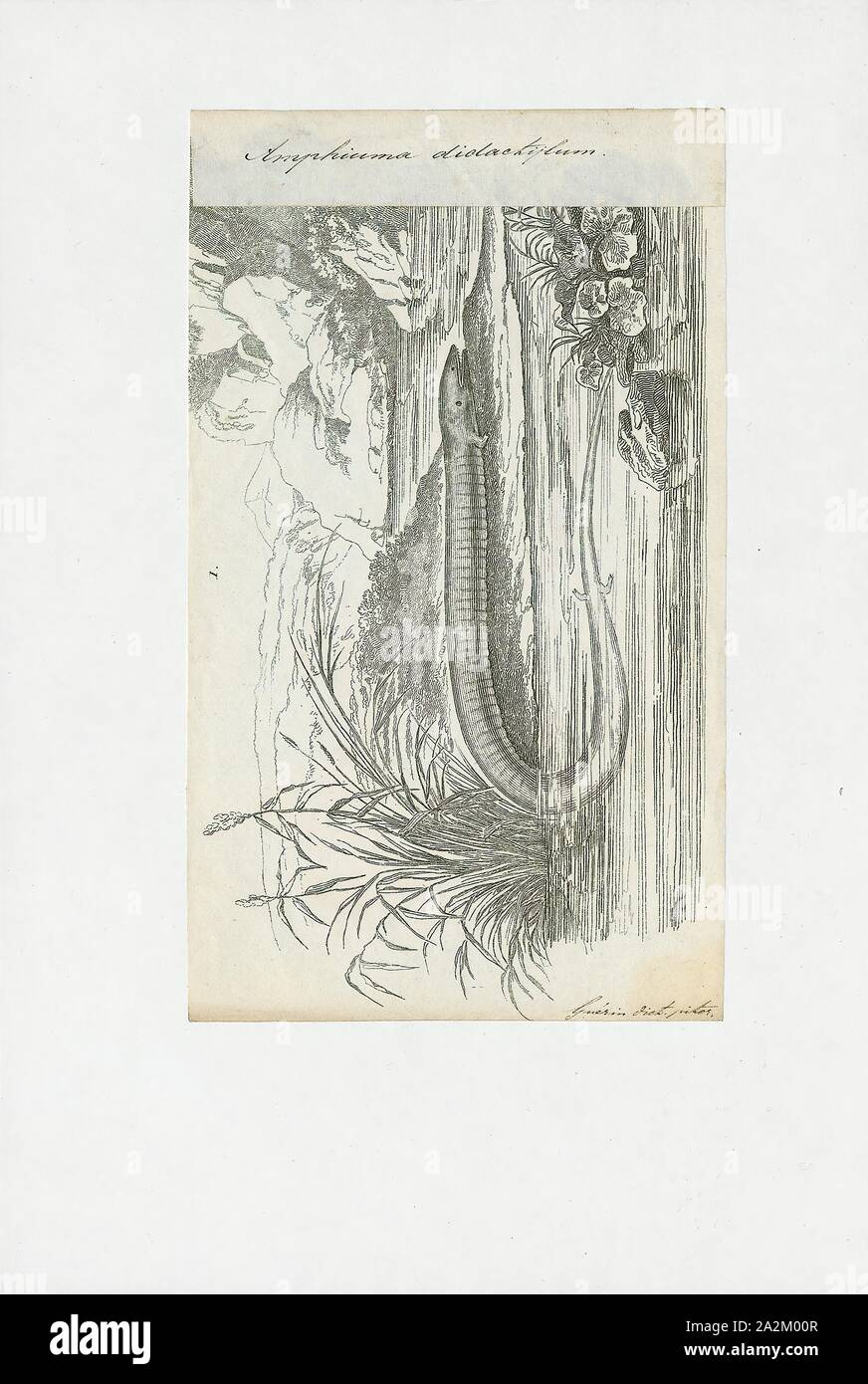 Congo snakes hi-res stock photography and images - Alamy