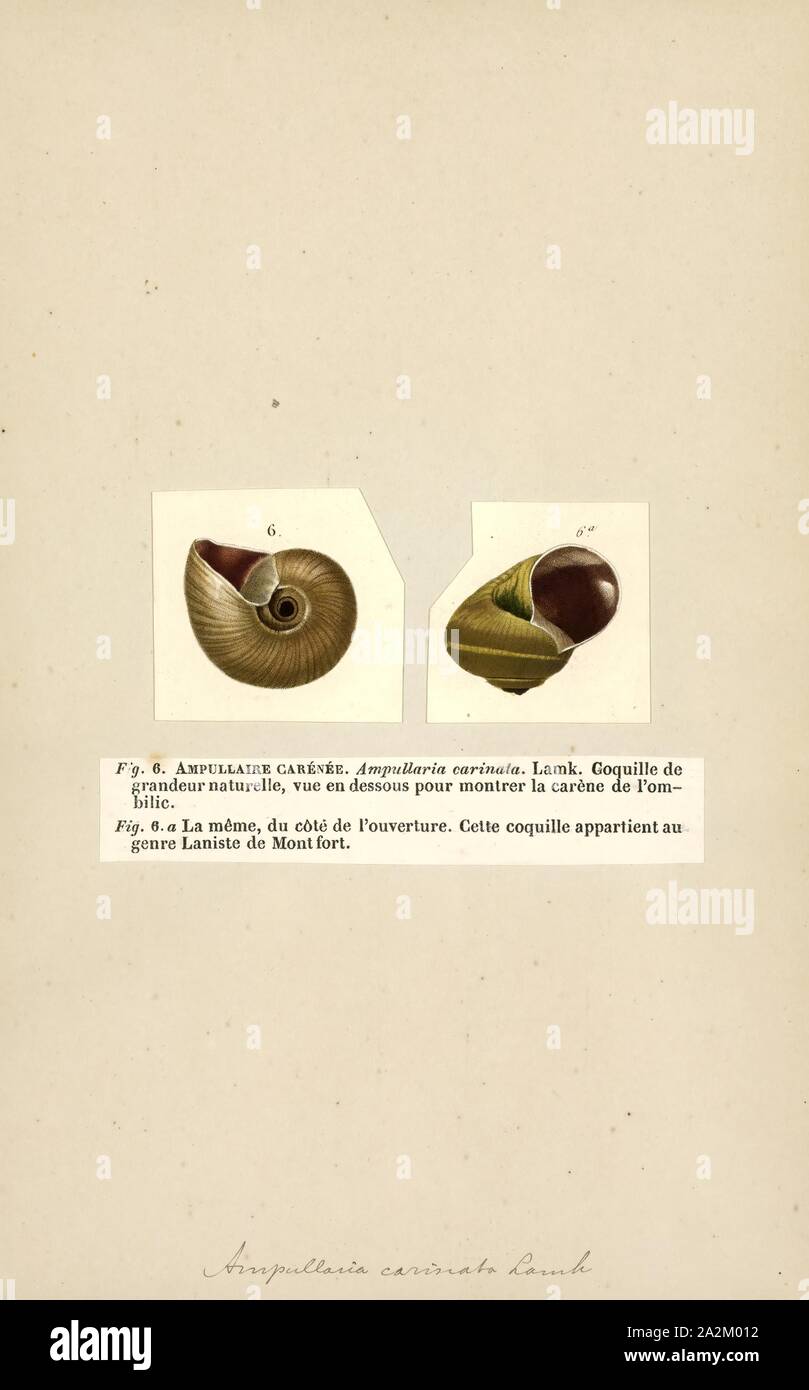 Ampullariidae hi-res stock photography and images - Alamy