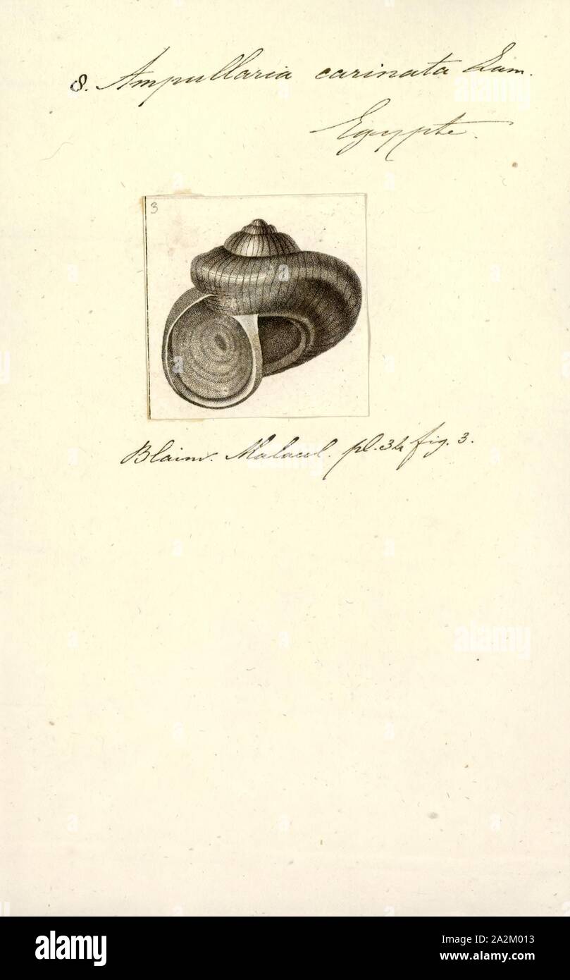 Ampullaria carinata, Print, Lanistes boltenianus is a species of a ...