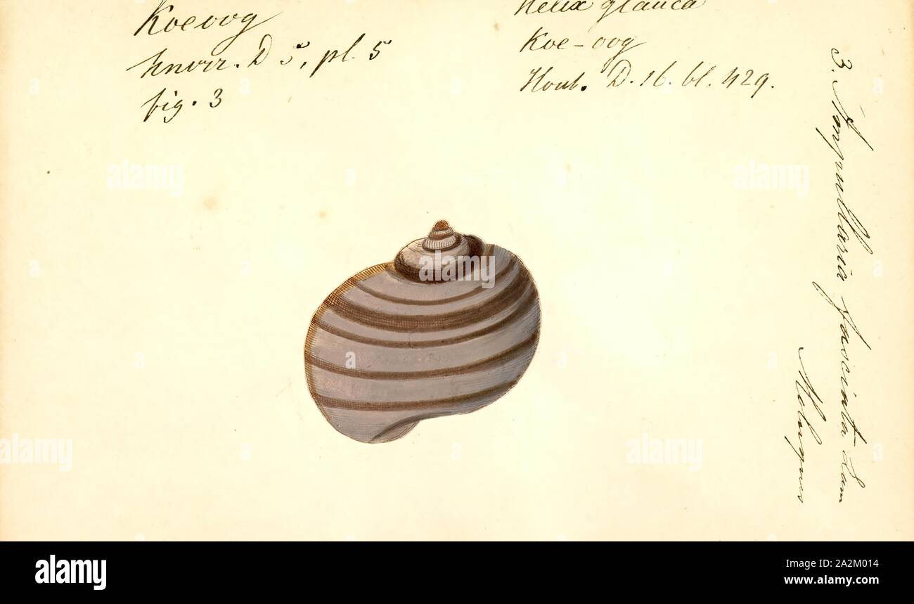 Ampullariidae hi-res stock photography and images - Alamy