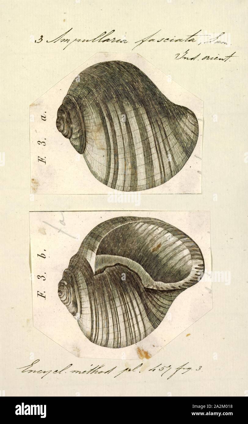 Ampullariidae hi-res stock photography and images - Alamy