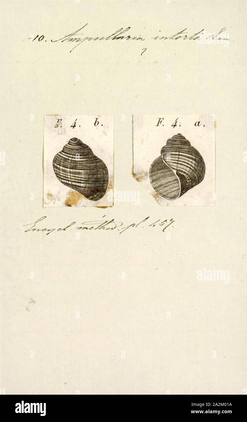 Ampullaria intorta hi-res stock photography and images - Alamy