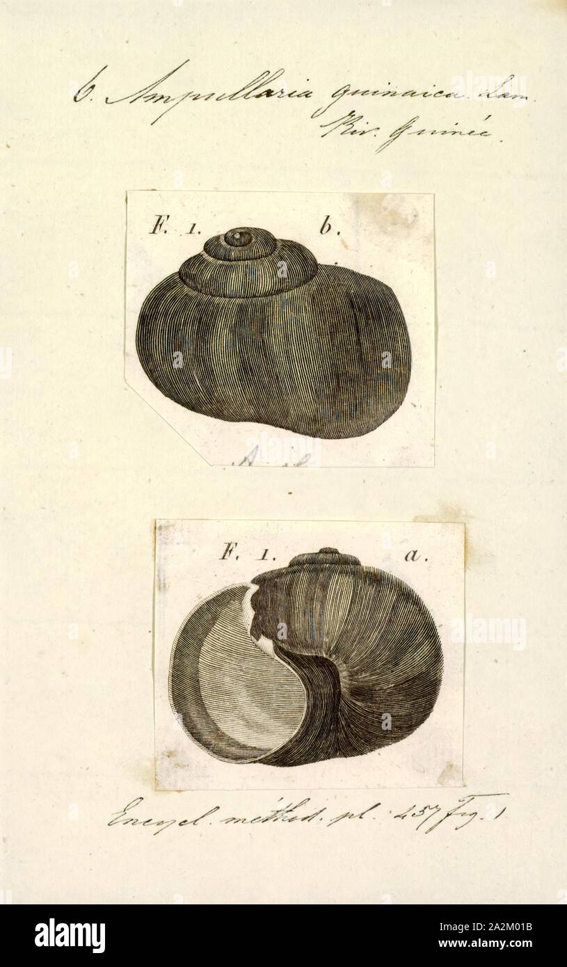 Ampullaria guinaica, Print, Ampullaria is an extinct genus of ...