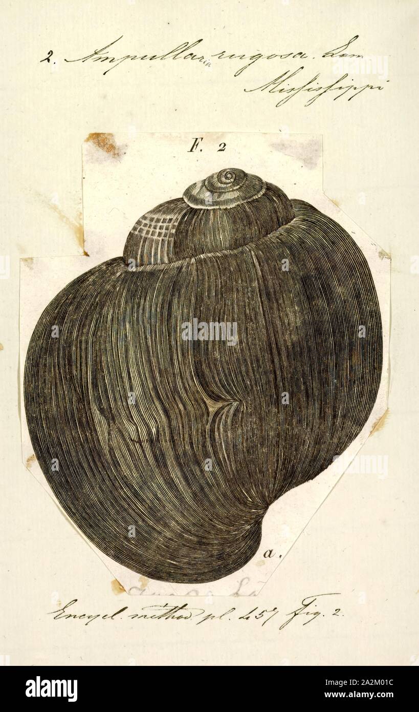 Ampullaria rugosa, Print, Ampullaria is an extinct genus of freshwater ...