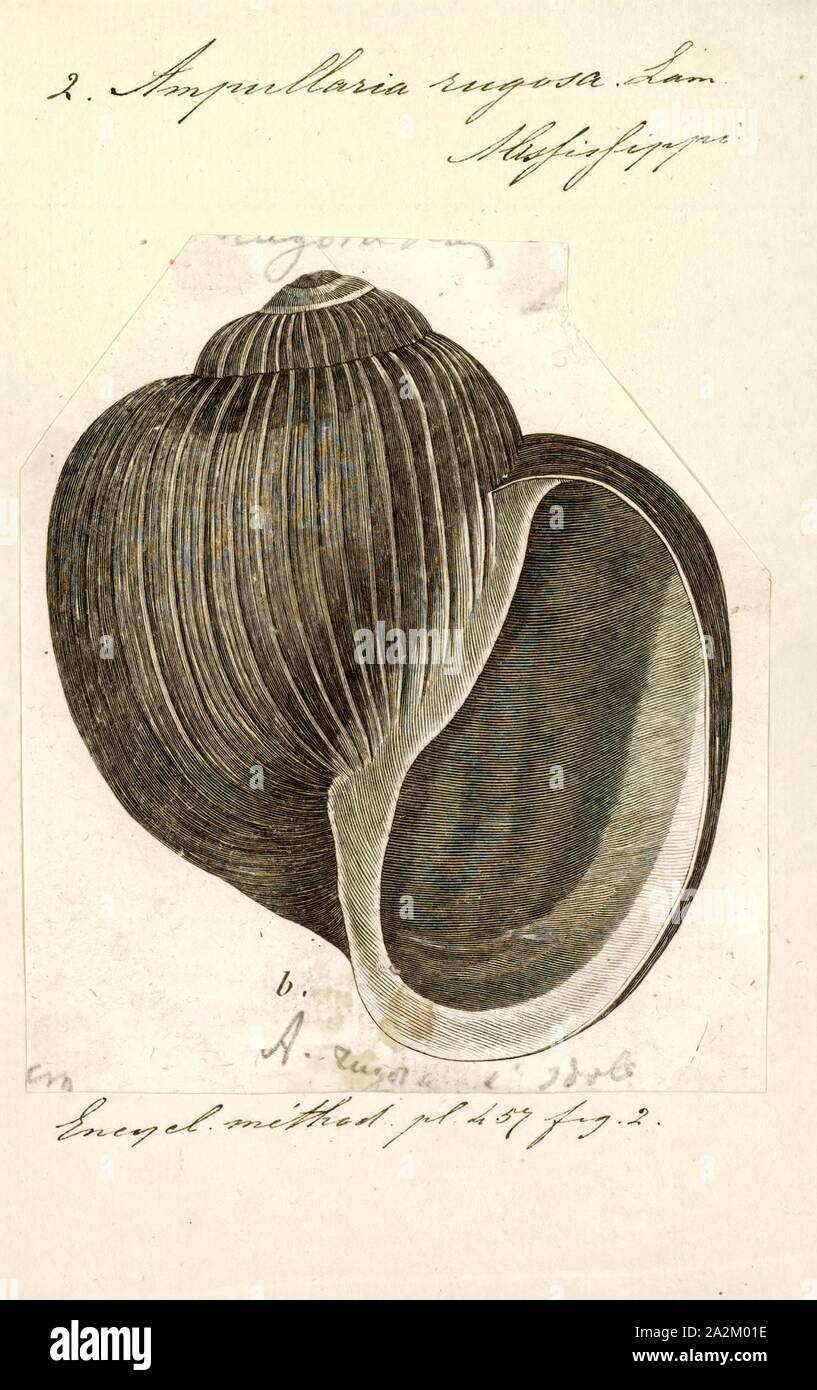 Ampullariidae hi-res stock photography and images - Alamy