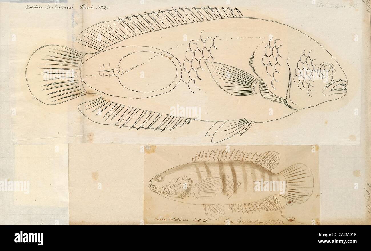 Anabas scandens, Print, Anabas is a genus of climbing gouramies native ...