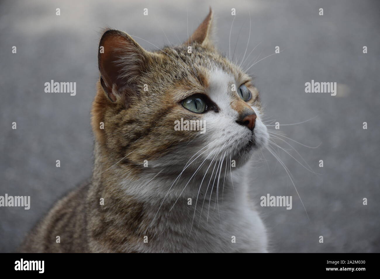 Cat alone in a street Stock Photo - Alamy