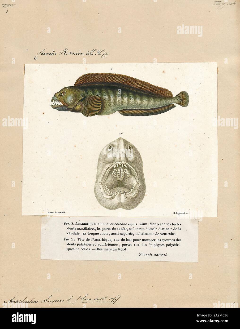 Anarrhichas lupus, Print, The Atlantic wolffish (Anarhichas lupus ...