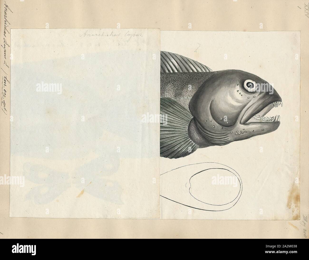 Seawolf fish hi-res stock photography and images - Alamy