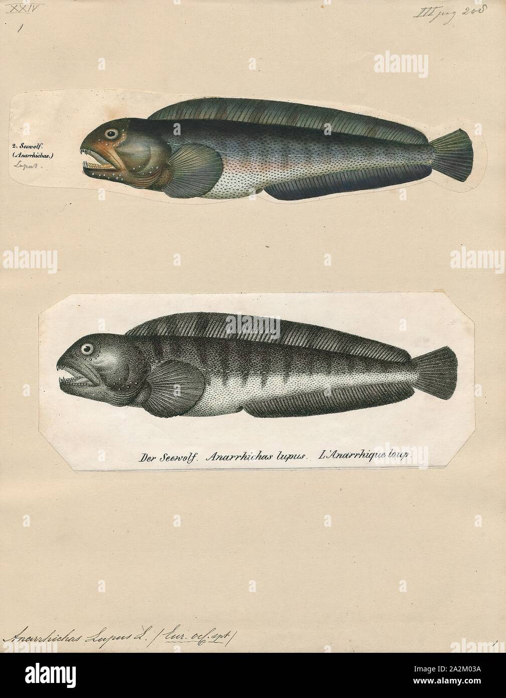 Anarrhichas lupus, Print, The Atlantic wolffish (Anarhichas lupus ...