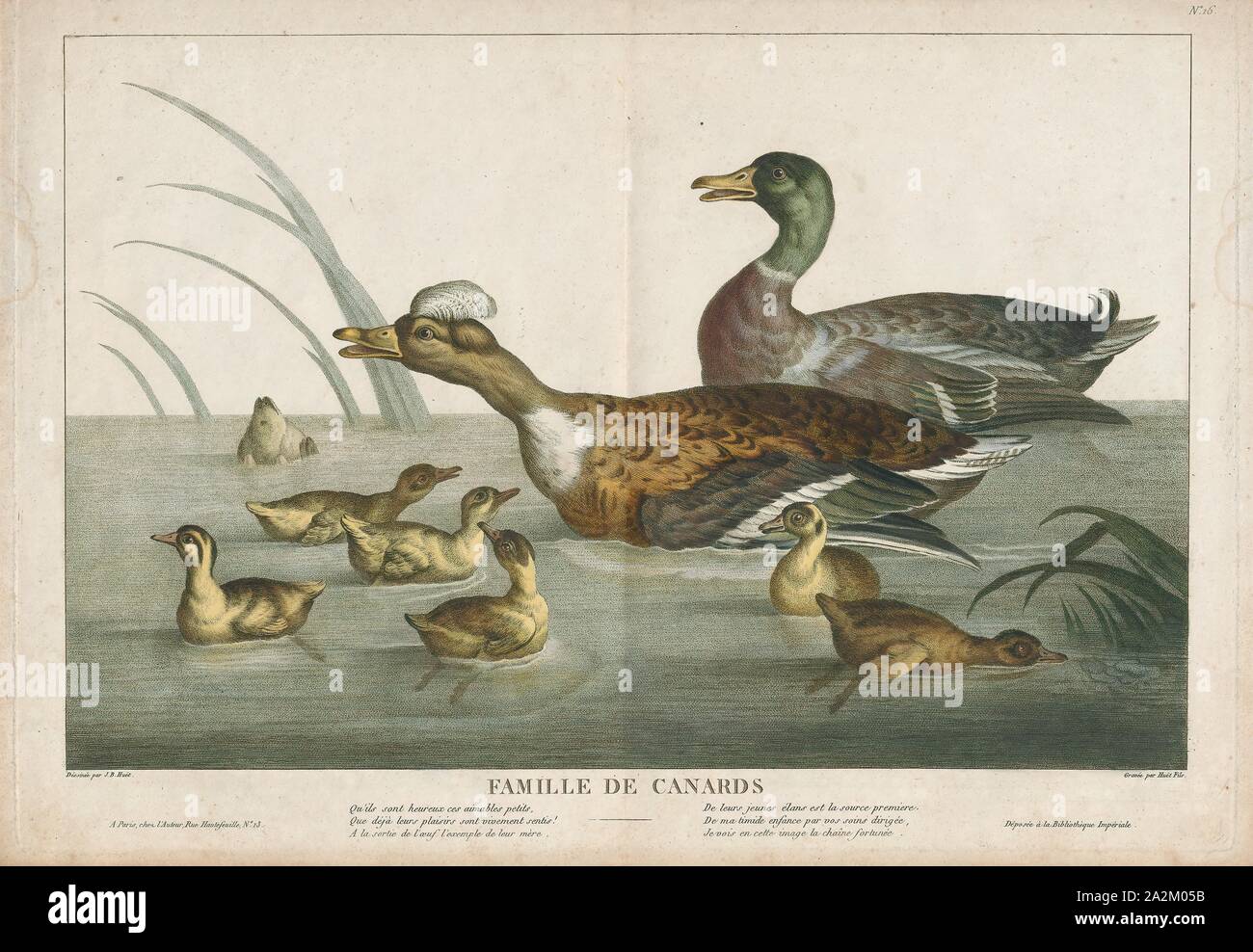 Black mallard duck hi-res stock photography and images - Alamy