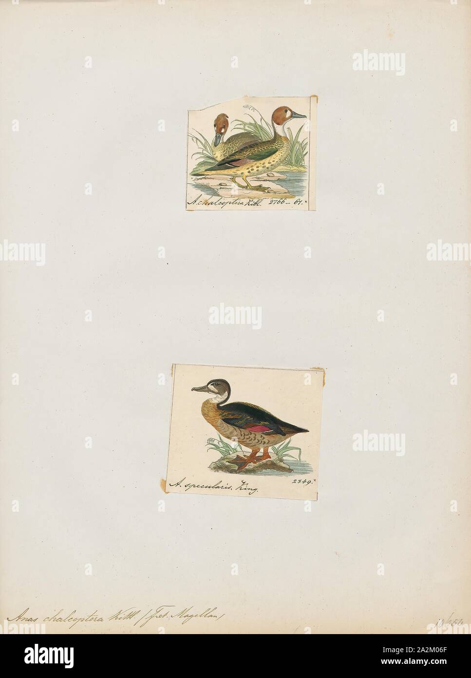 Phylogenetic study hi-res stock photography and images - Alamy