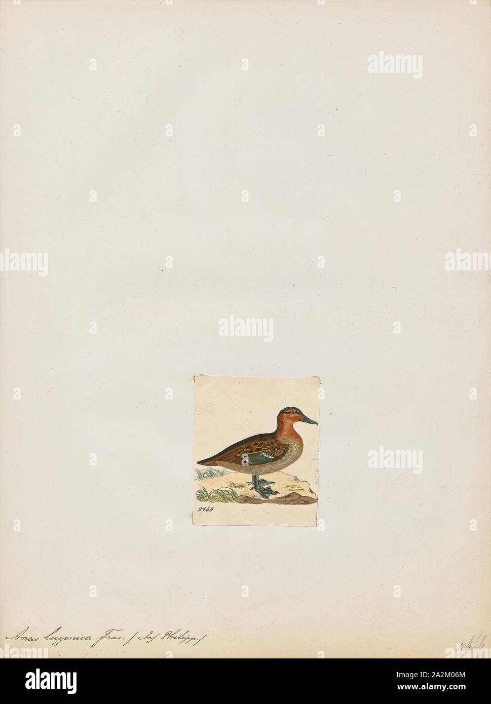 Anas luzonica, Print, The Philippine duck (Anas luzonica) is a large ...