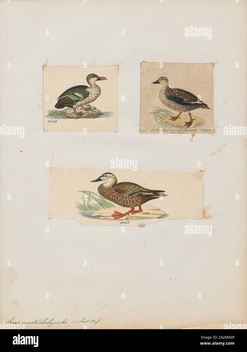 Anas poekilorhyncha hi-res stock photography and images - Alamy