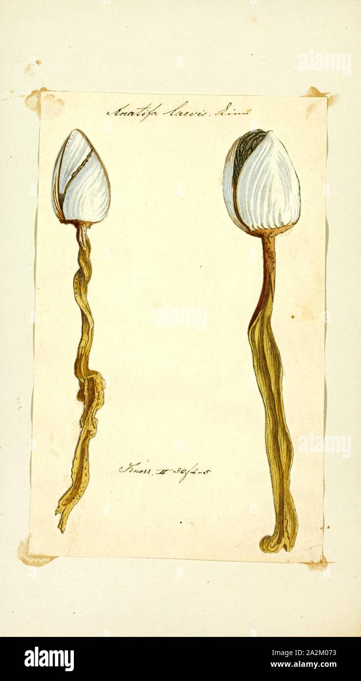 Anatifa laevis, Print, Pelagic gooseneck barnacle, Lepas anatifera ...