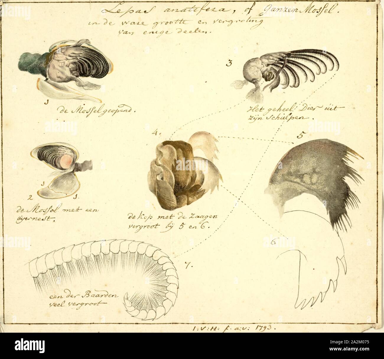 Anatifa laevis, Print, Pelagic gooseneck barnacle, Lepas anatifera ...