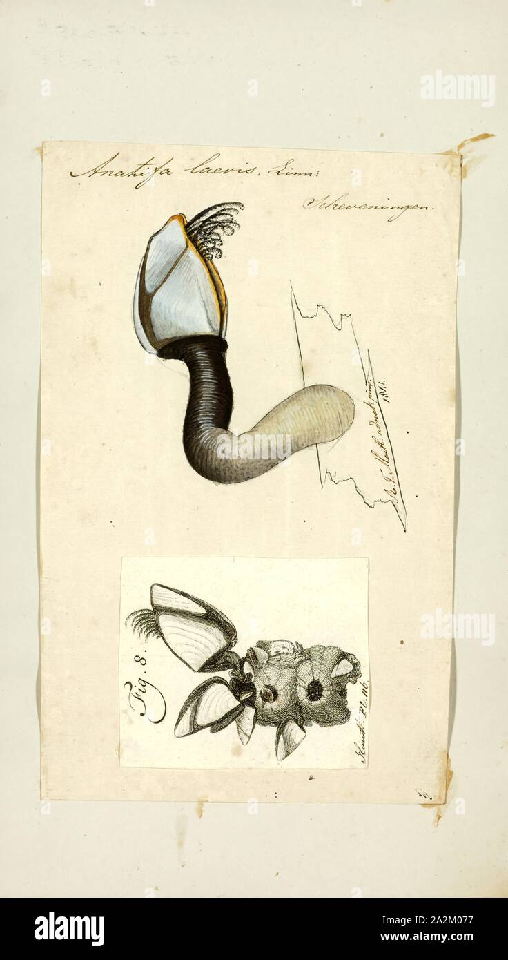Anatifa laevis, Print, Pelagic gooseneck barnacle, Lepas anatifera ...