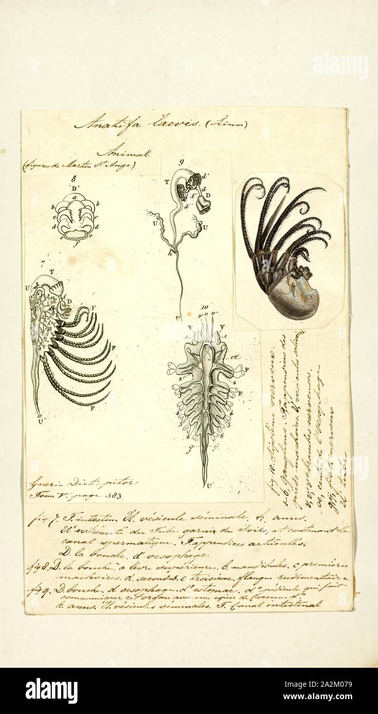 Anatifa laevis, Print, Pelagic gooseneck barnacle, Lepas anatifera ...