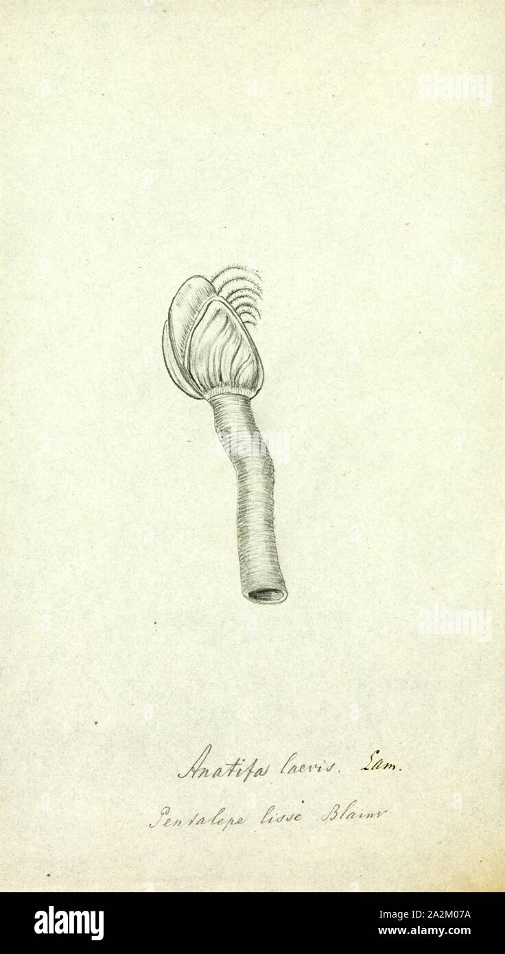 Anatifa laevis, Print, Pelagic gooseneck barnacle, Lepas anatifera ...