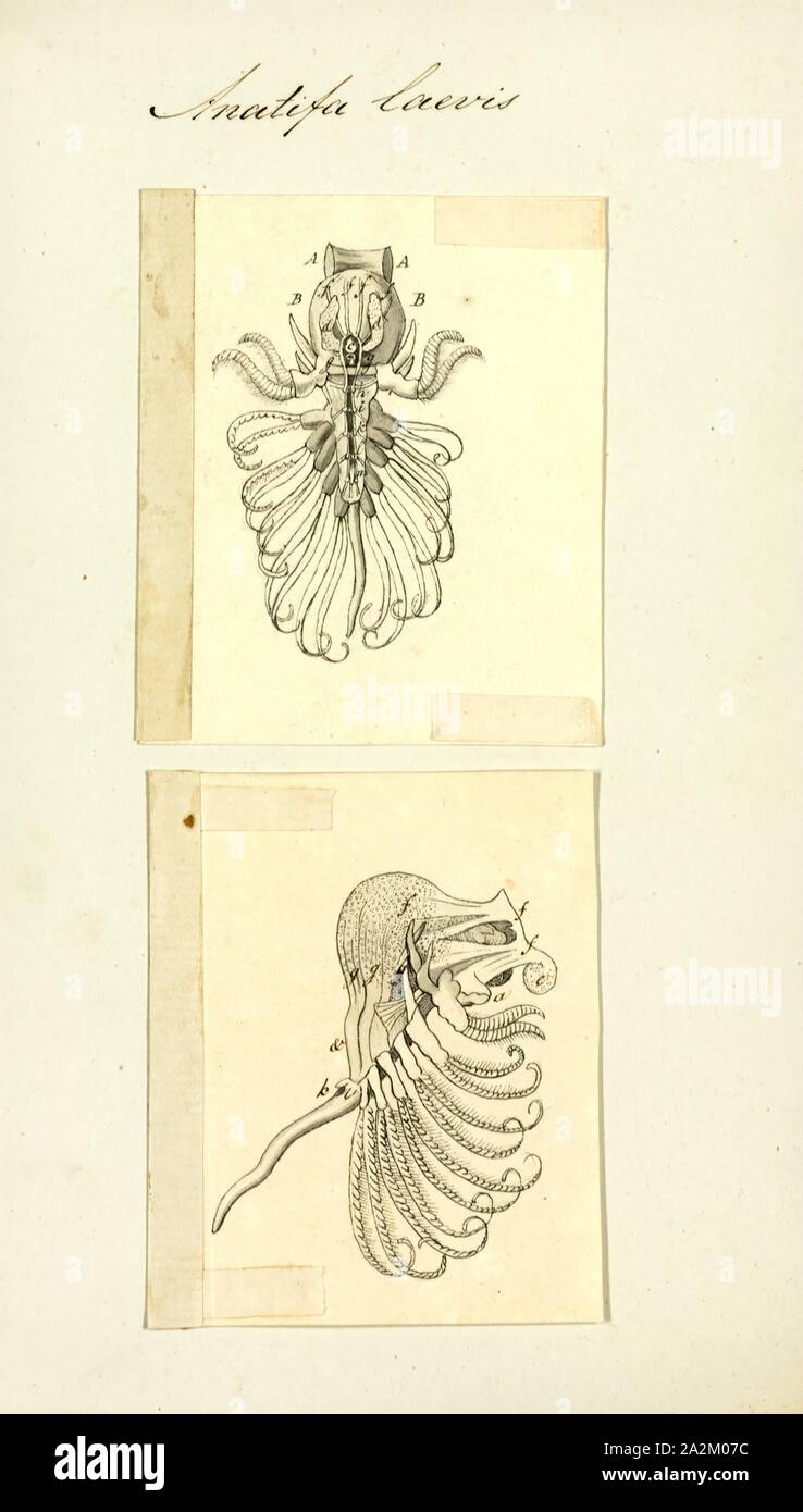 Anatifa laevis, Print, Pelagic gooseneck barnacle, Lepas anatifera ...