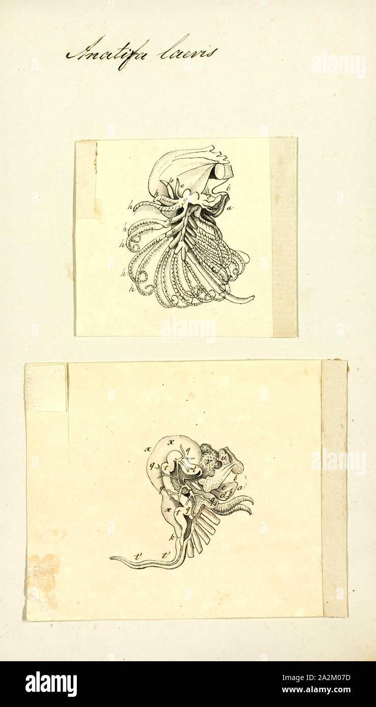 Anatifa laevis, Print, Pelagic gooseneck barnacle, Lepas anatifera ...