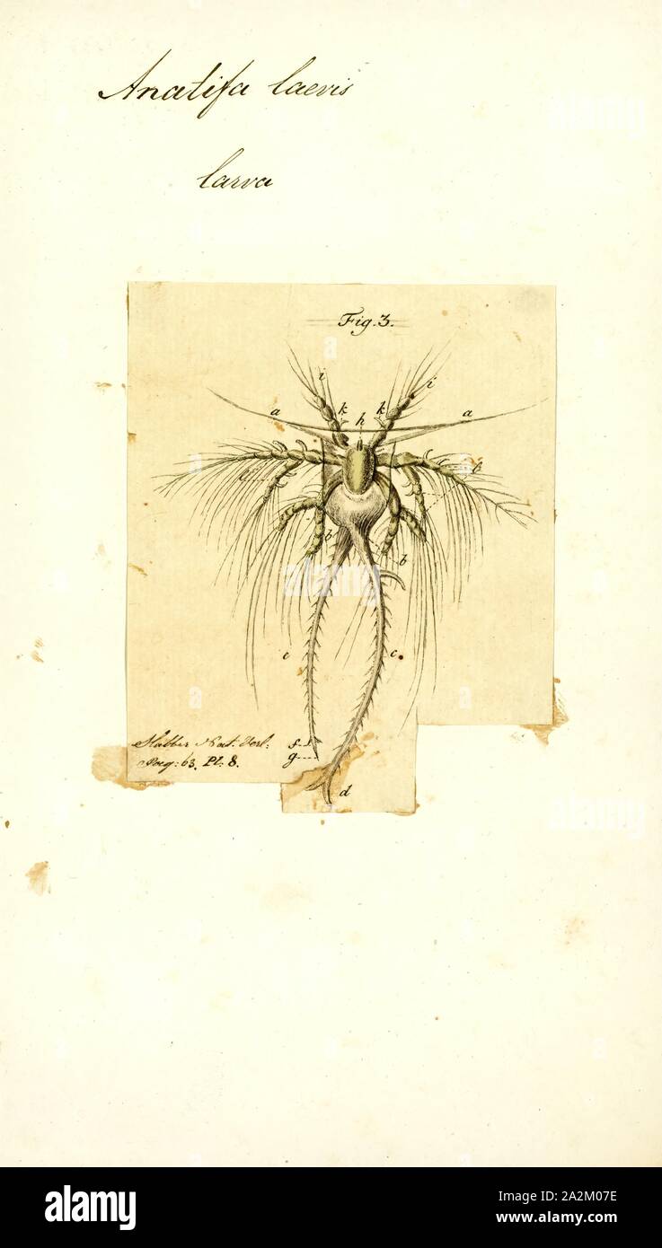 Anatifera hi-res stock photography and images - Alamy