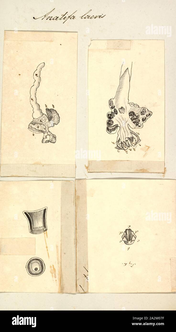 Anatifa laevis, Print, Pelagic gooseneck barnacle, Lepas anatifera ...