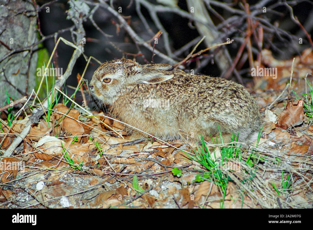A brown hare leveret in the forest at night Stock Photo - Alamy