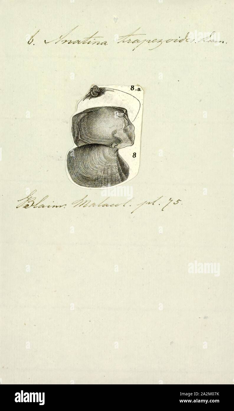 Anatina trapezoides, Print, Anatina is a genus of saltwater clams ...