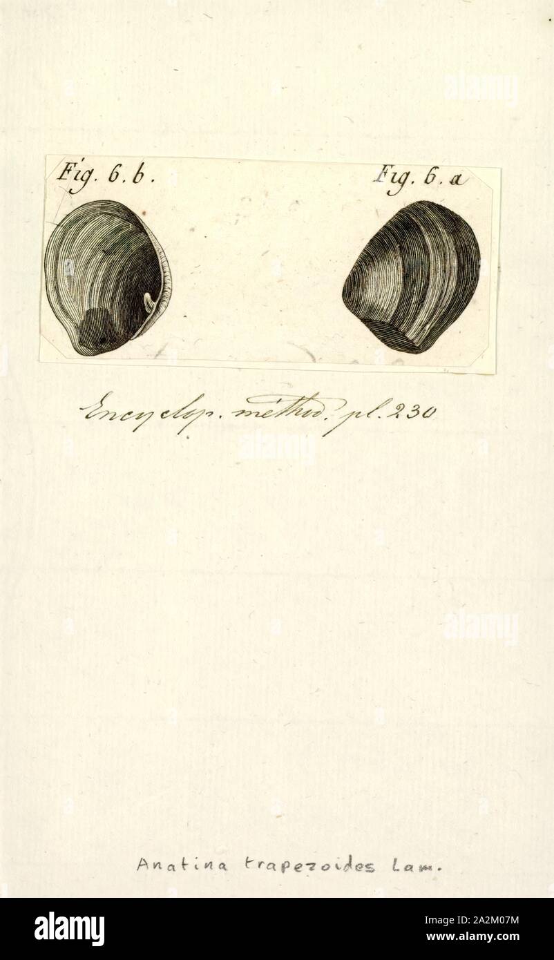 Anatina trapezoides, Print, Anatina is a genus of saltwater clams ...