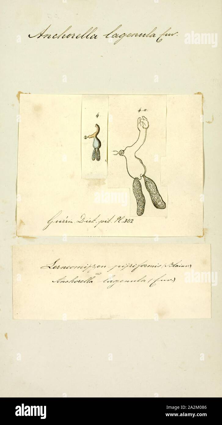 Anchorella lagenula, Print Stock Photo - Alamy