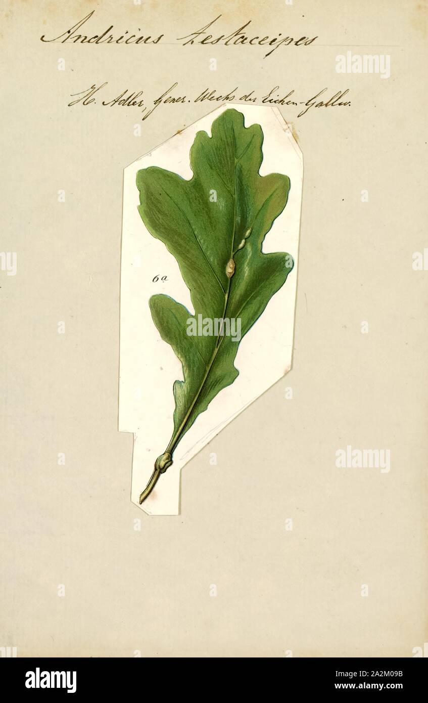 Andricus, Print, Andricus is a genus of gall wasps in the family ...