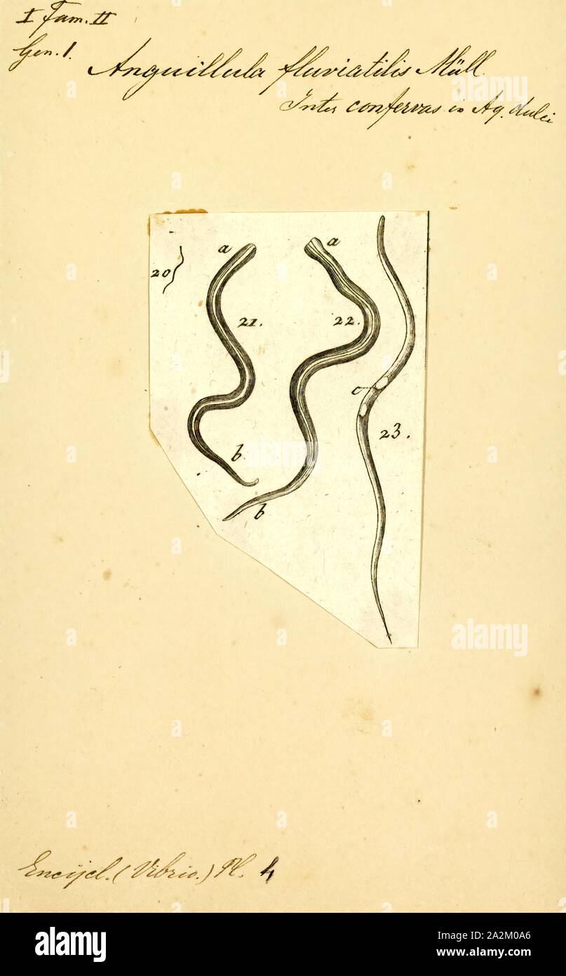 Anguillula fluviatilis, Print Stock Photo - Alamy