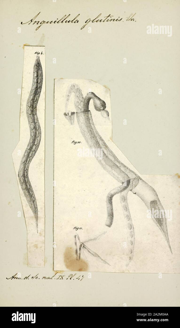 Anguillula glutinis, Print Stock Photo - Alamy