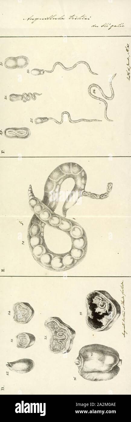 Anguillula tritici hi-res stock photography and images - Alamy