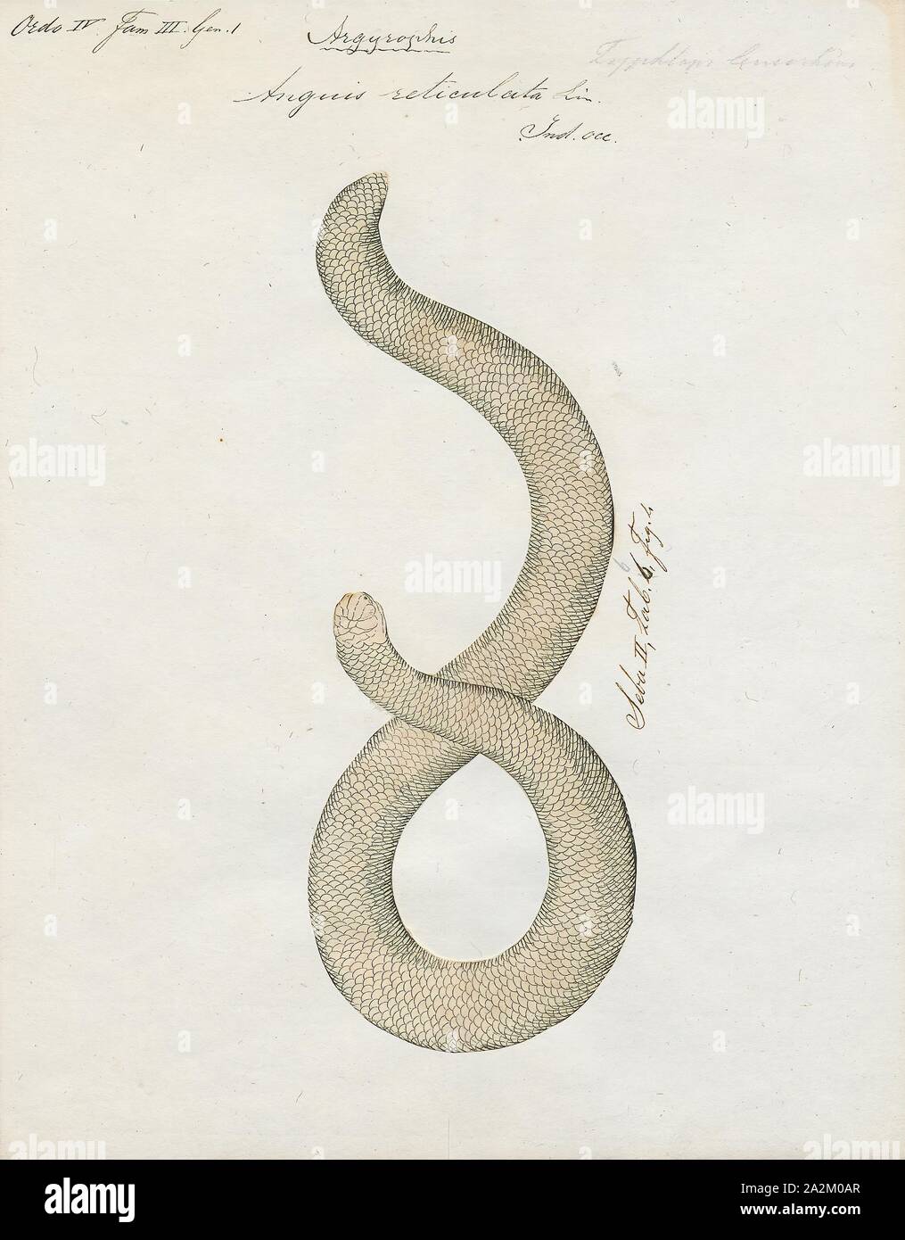 Anguis reticulata, Print, Slowworms (also called blindworms) are a ...