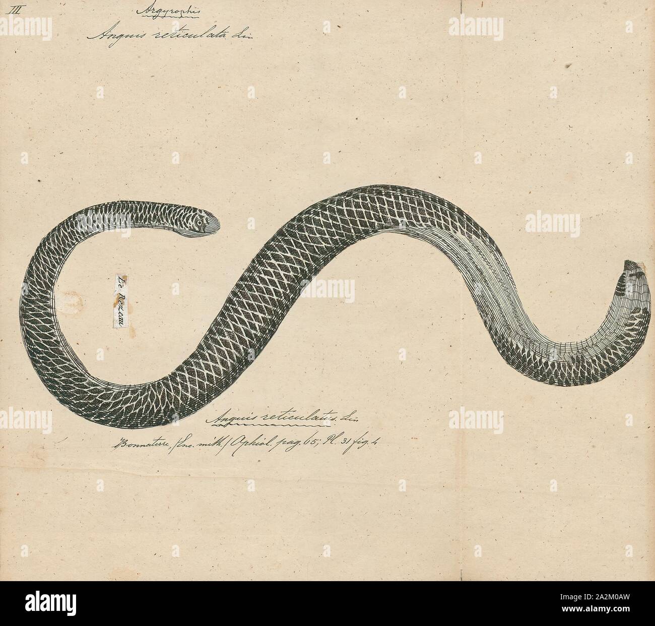 Anguis reticulata, Print, Slowworms (also called blindworms) are a ...